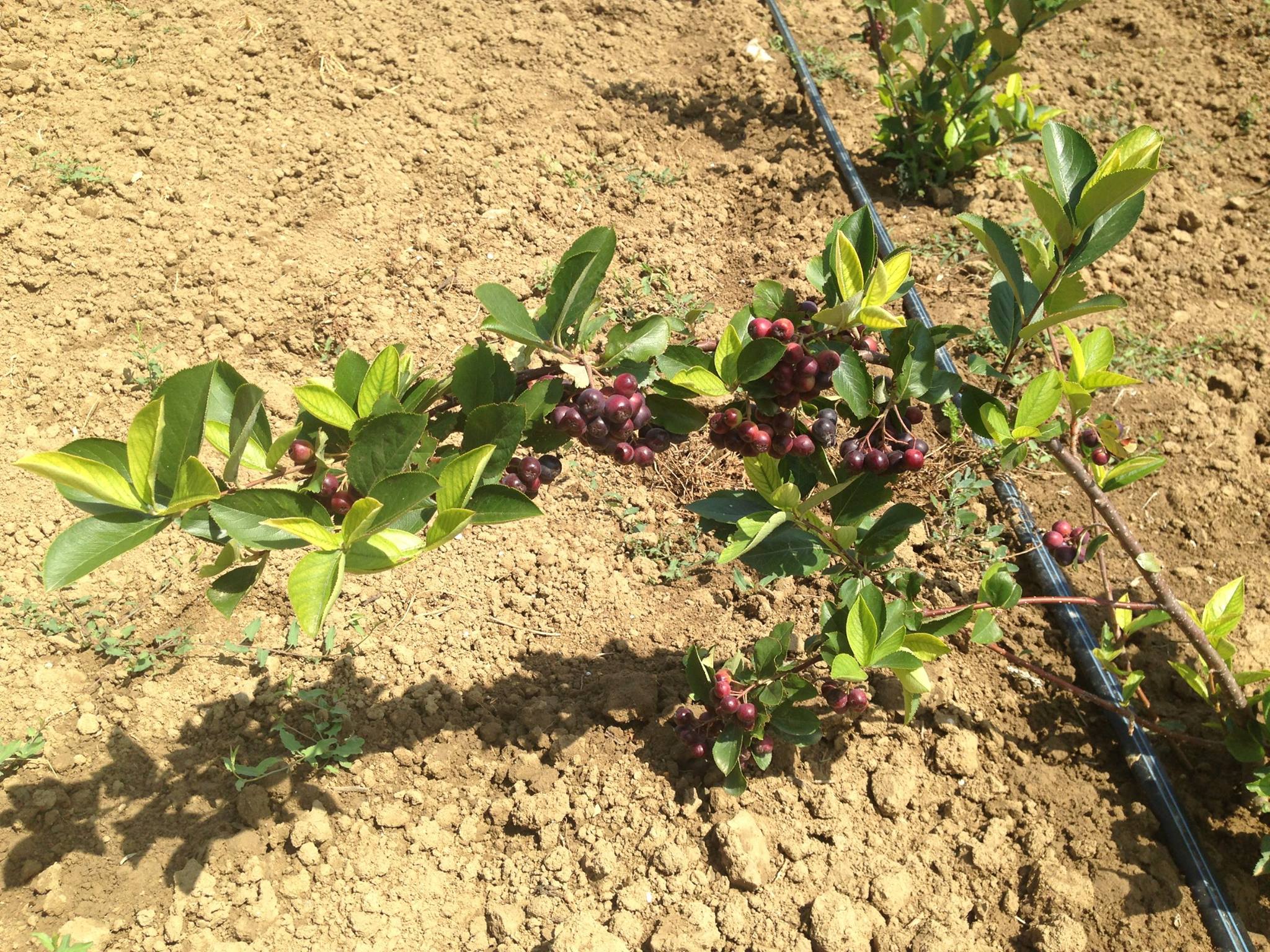 Aronija i sve što ste htjeli znati o njoj - (Aronia melanocarpa)