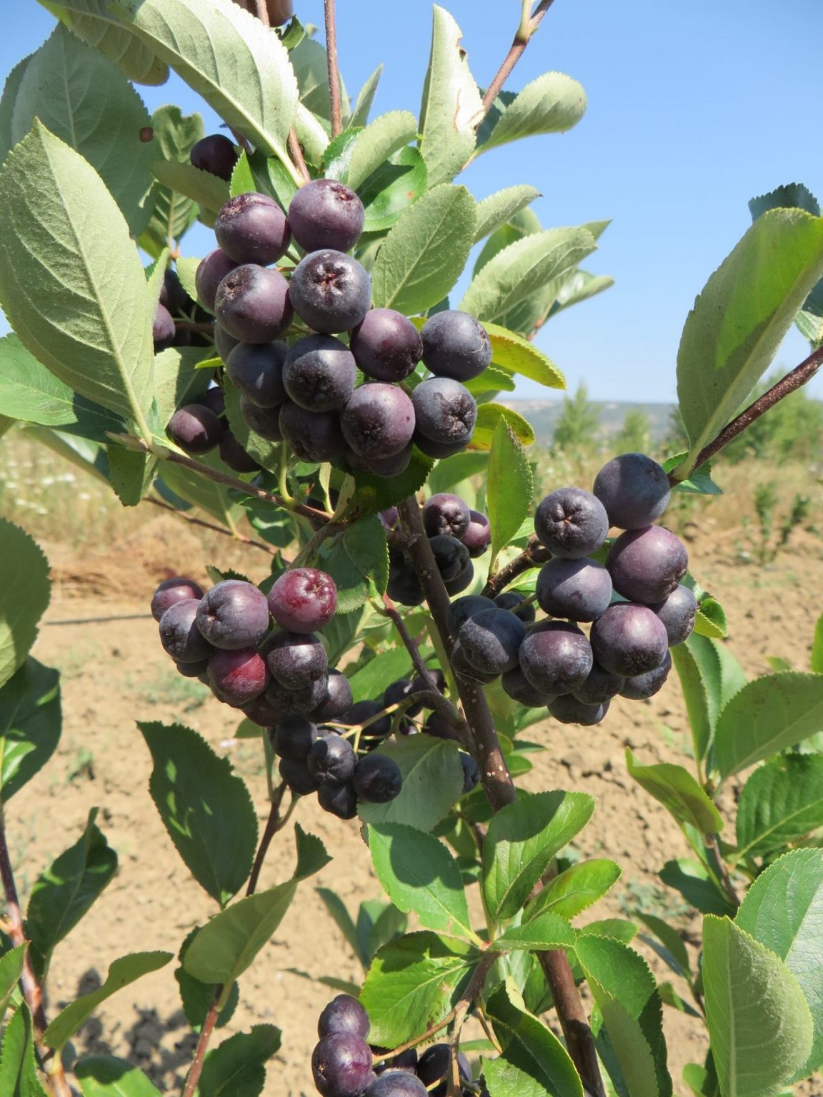 Aronija i sve što ste htjeli znati o njoj - (Aronia melanocarpa)