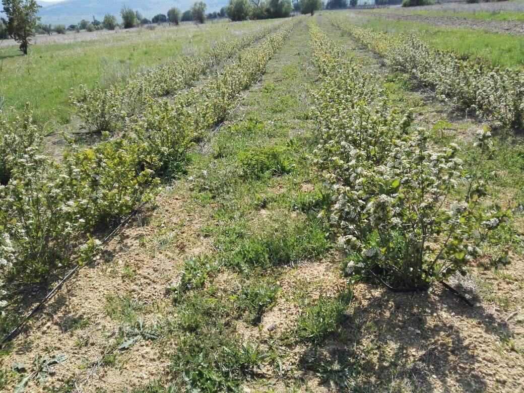 Aronija i sve što ste htjeli znati o njoj - (Aronia melanocarpa)
